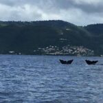 PH Whale Watch & Dolphin Cruise in Dominica - What You Can Expect During the Tour