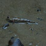 Phang Nga Bay Island Boat Tour By Speedboat By Phuket Sail Tours - Deep Dive Into the Itinerary