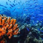 Phi Phi & 4 Islands sunset tour plus bioluminescent plankton - What Sets This Tour Apart?