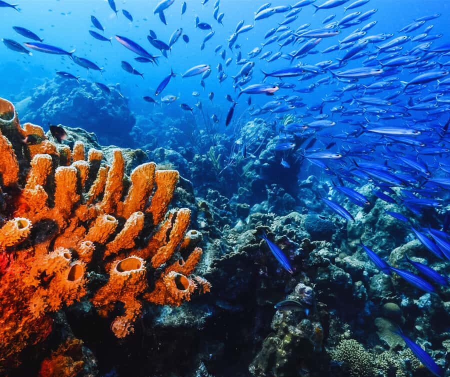 Phi Phi & 4 Islands sunset tour plus bioluminescent plankton - What Sets This Tour Apart?