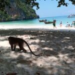Phi Phi Islands: 2 Days, 1 Night Trip with Activities - Understanding the Value