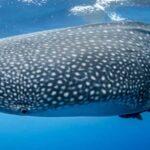 Philippines: 7-Day Boracay, Cebu, and Bohol Tour - What Travelers Are Saying