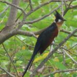 Phnom Penh Birding Experience and Brunch - Practical Considerations