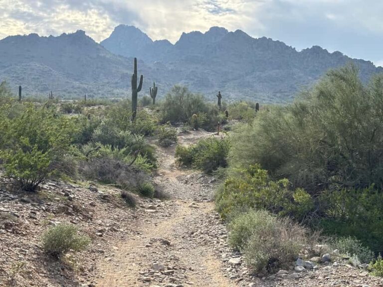 Phoenix: Guided Mountain Bike Adventure in Sonoran Desert - What You’ll Experience