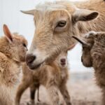 Phoenix Zoo Admission Ticket - The Layout and Highlights of the Phoenix Zoo