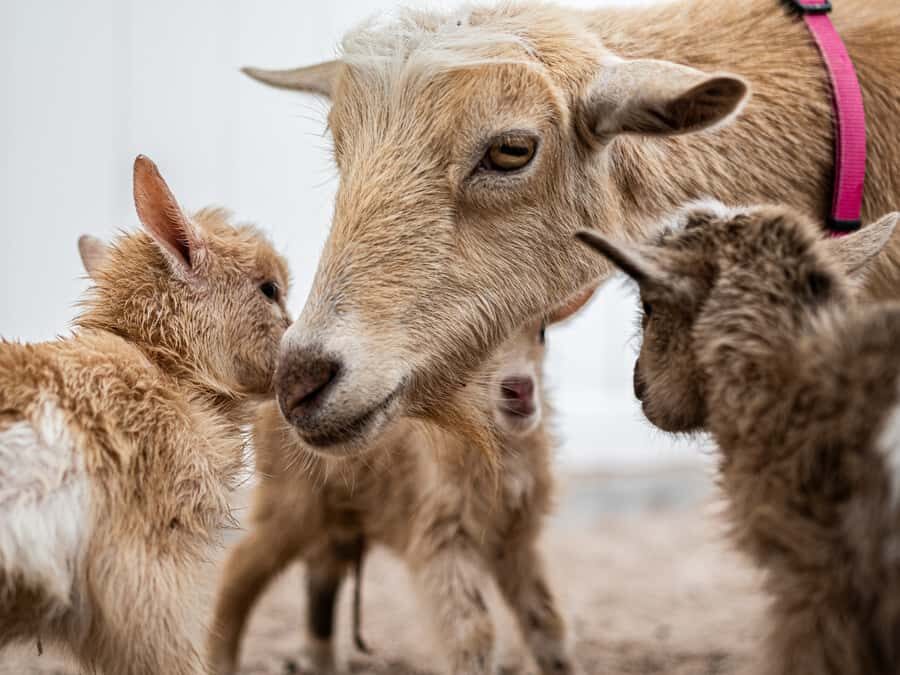 Phoenix Zoo Admission Ticket - The Layout and Highlights of the Phoenix Zoo