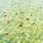 Phu Quoc: Half-Day Starfish Beach Tour (No Lunch) - Pricing and Value Considerations