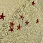 Phu Quoc: Rach Vem Starfish Kingdom & Cooking Experience - Cruising Toward the Starfish Heaven