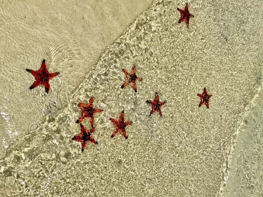 Phu Quoc: Rach Vem Starfish Kingdom & Cooking Experience - Cruising Toward the Starfish Heaven