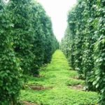 Phu Quoc South Island Tour  Lunch & No-Pressure Shopping - Authentic Experiences & Traveler Feedback