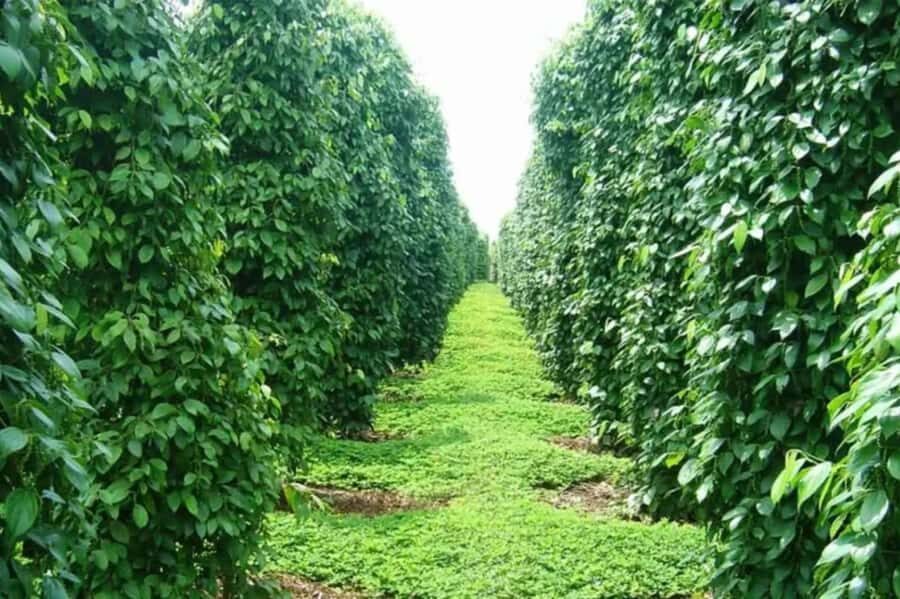 Phu Quoc South Island Tour  Lunch & No-Pressure Shopping - Authentic Experiences & Traveler Feedback