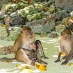 Phuket: Bamboo Island and Phi Phi Islands by Fast Catamaran - What Makes This Tour Stand Out