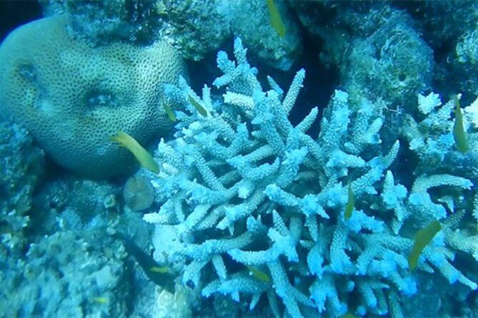 Phuket Coral Island Day Trip by Speedboat with Snorkeling & Lunch - Some Considerations