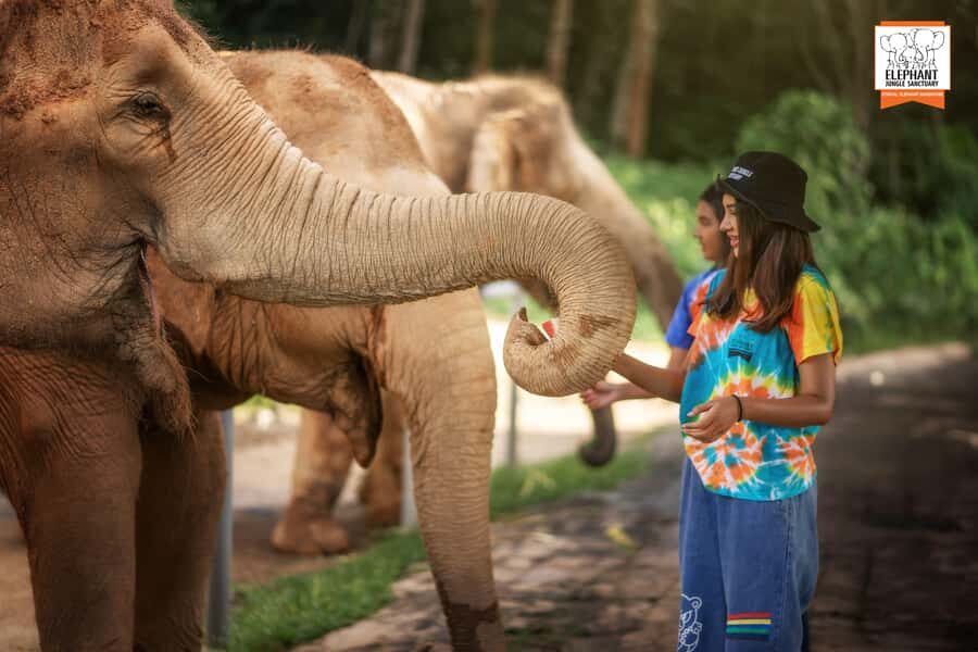 Phuket: Elephant Jungle Sanctuary 'Watch Me' Experience - Authenticity and Reviews
