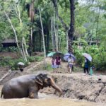 Phuket Elephant Nature Reserve: 90-Minute Elephant Adventure - Why This Sanctuary Shines