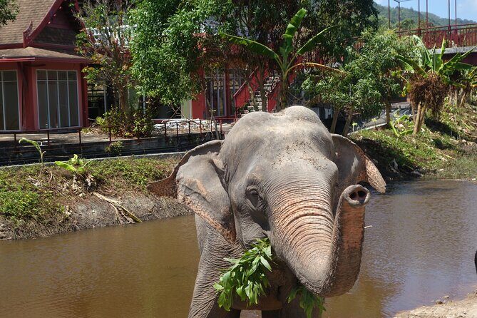 Phuket: Elephant Nature Walk - Guided Tour with Transport - What Makes This Tour Stand Out?