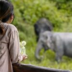 Phuket: Elephant Sanctuary Tour - Canopy Walk & Feeding - Why You Should Visit