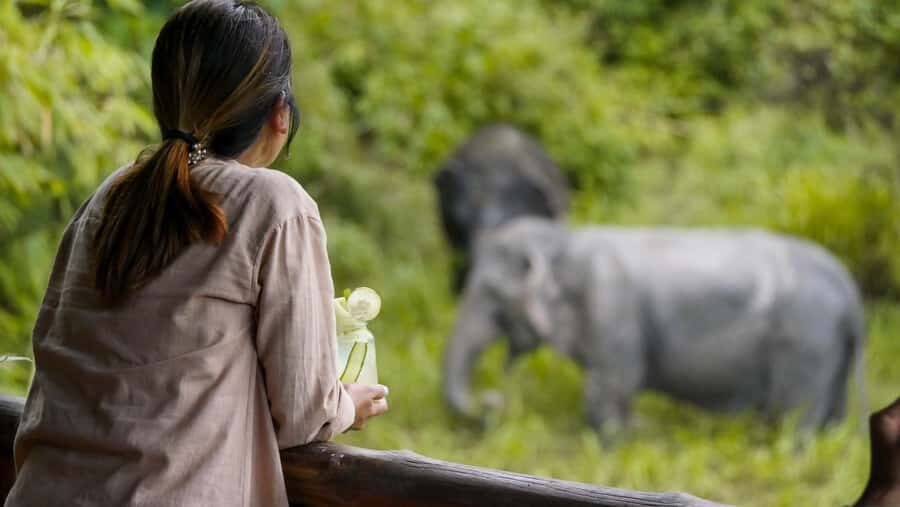 Phuket: Elephant Sanctuary Tour - Canopy Walk & Feeding - Why You Should Visit