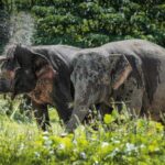 Phuket: Elephant Sanctuary Tour - Canopy Walk & Meal - Detailed Breakdown of the Experience