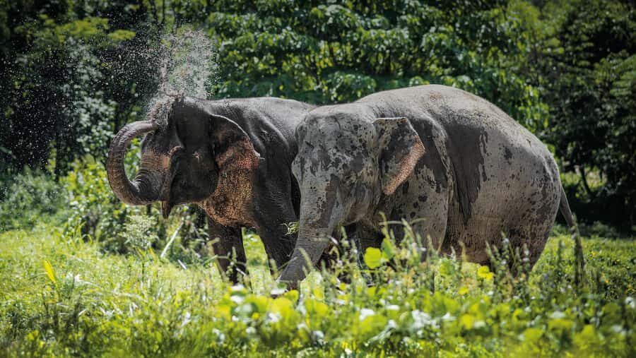 Phuket: Elephant Sanctuary Tour - Canopy Walk & Meal - Detailed Breakdown of the Experience