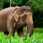Phuket: Elephant Sanctuary Visit - Cooking Class & Lunch - Why This Tour Is a Good Deal