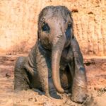 Phuket: Elephant Sanctuary Visit with Mud Spa & Workshop - The Itinerary Breakdown