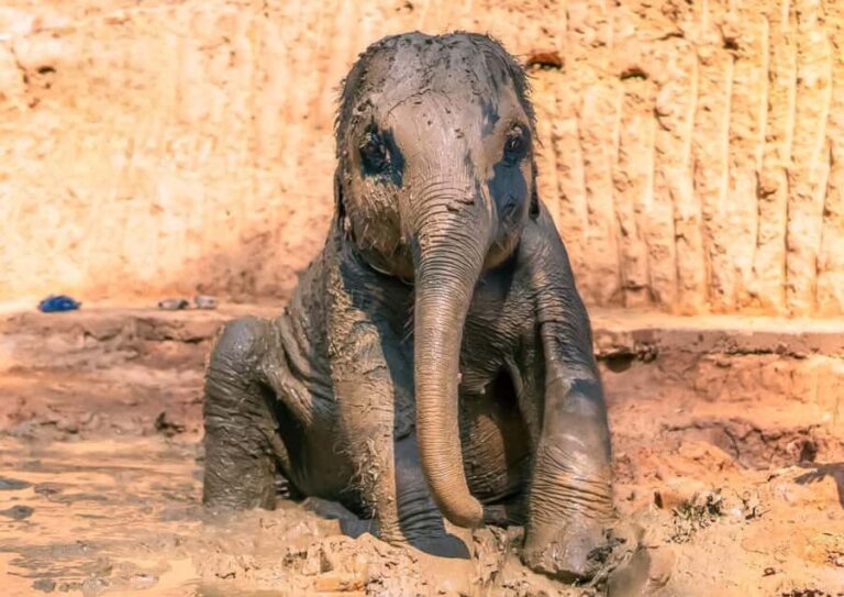 Phuket: Elephant Sanctuary Visit with Mud Spa & Workshop - The Itinerary Breakdown