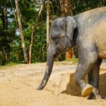 Phuket Ethical Elephant Sanctuary Guided Tour and Hotel Transfers - Reviews in Context
