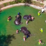 Phuket: Full-Day Elephant Explorer at Phuket Elephant Care - The Value of the Experience