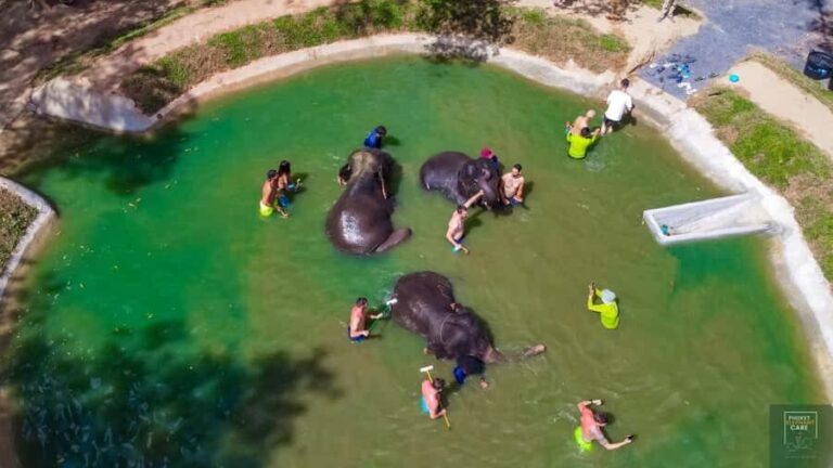 Phuket: Full-Day Elephant Explorer at Phuket Elephant Care - The Value of the Experience