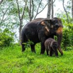 Phuket: Half-Day Elephant Explorer at Phuket Elephant Care - Who Is This Tour For?