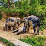 Phuket Highlight Tour Big Buddha Temple and Elephant Sanctuary - Analyzing the Value and Practicalities