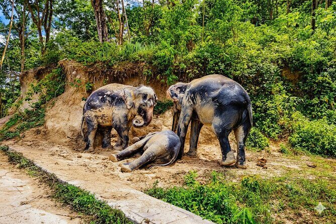 Phuket Highlight Tour Big Buddha Temple and Elephant Sanctuary - Analyzing the Value and Practicalities