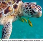 Phuket: Highlights Sea Turtle Center, Rafting ,Temple Tour - Marine Life and Conservation at the Sea Turtle Center