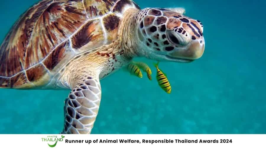 Phuket: Highlights Sea Turtle Center, Rafting ,Temple Tour - Marine Life and Conservation at the Sea Turtle Center
