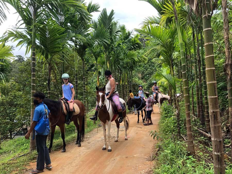 Phuket Jungle Horseback Ride with Scenic Forest Views - Key Points
