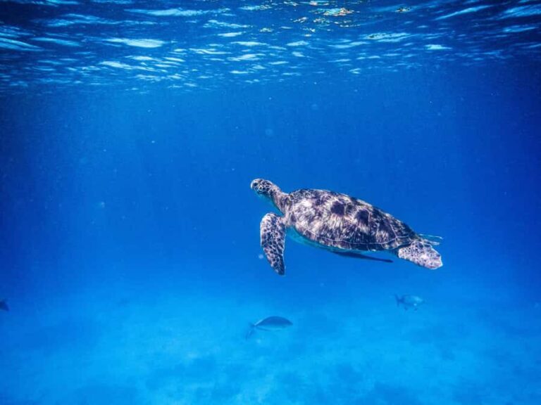 Phuket/Khao Lak: Similan Royal Day Trip by Speed Catamaran - Pricing and Value