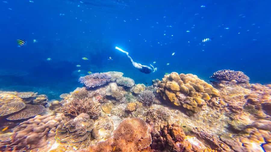 Phuket/Khao Lak: Surin Islands 3-Reef Snorkel Masterpiece - What Sets This Tour Apart?