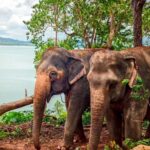 Phuket: Lily Elephant Conservation - Jungle to Sea Discovery - Practical Details and What to Expect