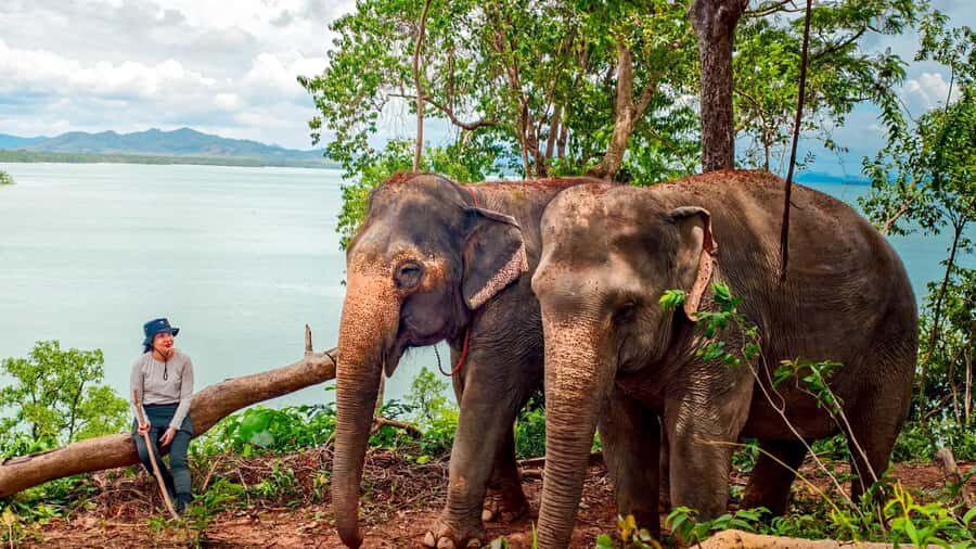 Phuket: Lily Elephant Conservation - Jungle to Sea Discovery - Practical Details and What to Expect
