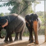 Phuket: Phuket Elephant Care Sanctuary ECO Tour - What Makes This Tour Special?