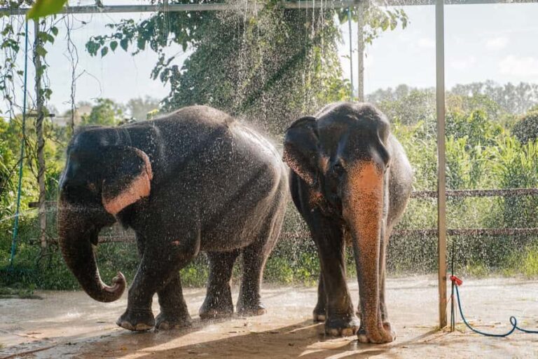 Phuket: Phuket Elephant Care Sanctuary ECO Tour - What Makes This Tour Special?