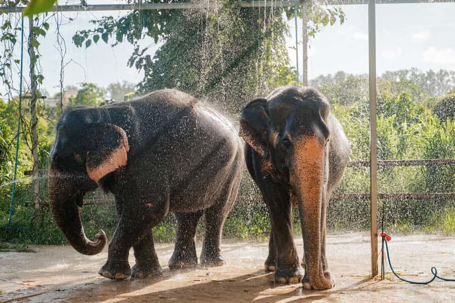 Phuket: Phuket Elephant Care Sanctuary ECO Tour - What Makes This Tour Special?
