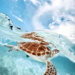 Phuket: Racha Noi & Maiton Catmaran Tour with Beach Picnic - What Makes This Tour Stand Out