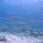 Phuket: Scuba Dive Racha and Coral Islands with Snorkeling Tour - Practical Details and Considerations