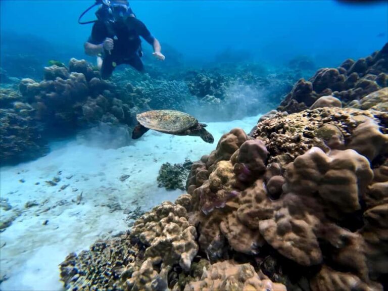 Phuket Scuba Diving Racha Islands 1-3 Dives For All Levels - Who Should Consider This Tour?