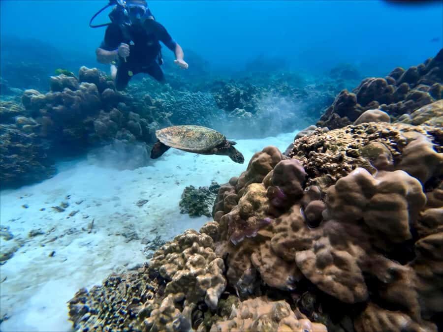 Phuket Scuba Diving Racha Islands 1-3 Dives For All Levels - Who Should Consider This Tour?