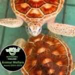 Phuket: Sea Turle Center,Temples,Tsunami & Elephant and More - What the Reviews Say