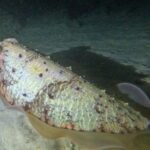 Phuket: Stunning Night Dive from the shore - What to Expect from the Tour