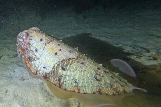 Phuket: Stunning Night Dive from the shore - What to Expect from the Tour